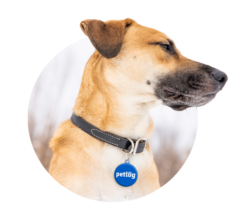 Petlog | A maior plataforma de bem-estar pet do mundo